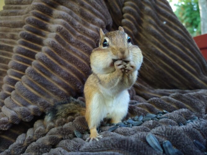 The chipmunk and the giant | News, Sports, Jobs - The Alpena News